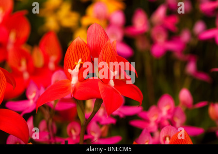 Disa uniflora 'Red River' close up of flower Stock Photo - Alamy