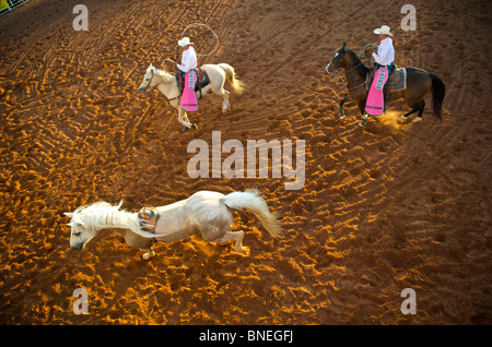 Cowboys in action riding horseback and roping a bull. bull is ...