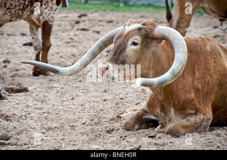 Texas longhorn cattle in corral on ranch Texas USA Stock Photo - Alamy