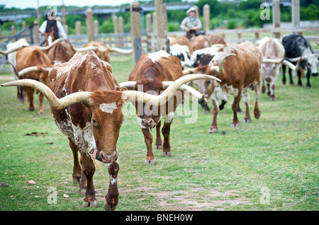 Texas longhorn cattle in corral on ranch Texas USA Stock Photo - Alamy
