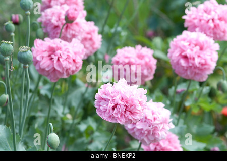 Peony poppy - Double pink poppies Stock Photo - Alamy