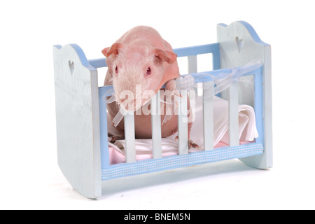 A small mouse is sitting in a cot. Cute rodent close-up Stock Photo - Alamy