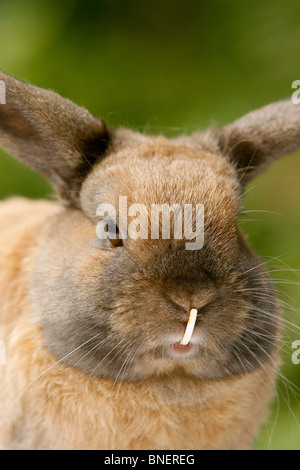 Dwarf rabbit with protruding front tooth Stock Photo - Alamy
