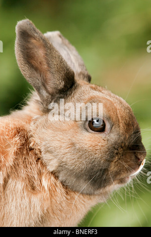 Dwarf rabbit with protruding front tooth Stock Photo - Alamy