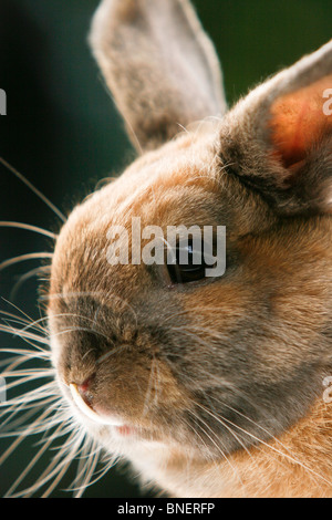 Dwarf rabbit with protruding front tooth Stock Photo - Alamy