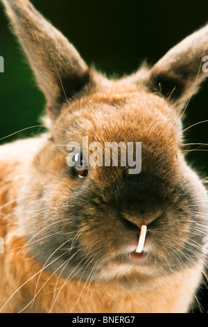 Dwarf rabbit with protruding front tooth Stock Photo - Alamy