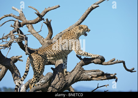Cheetah climbing on a tree, Serengeti, Tanzania Stock Photo - Alamy