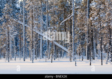 Taiga or Boreal Forest in the Kuhmo area Finland, near the Russian ...