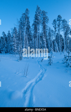 Taiga or Boreal Forest in the Kuhmo area Finland, near the Russian ...