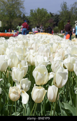 Large beautiful blossoming tulips against background of green leaves ...