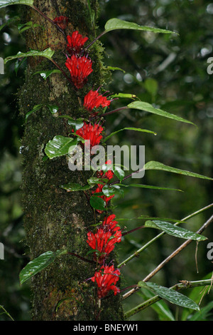 FLOWER IN MOUNT KINABALU NATIONAL PARK, SABAH, MALYSIA Stock Photo - Alamy
