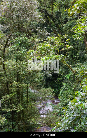 mist in the Bornean rainforest Stock Photo - Alamy