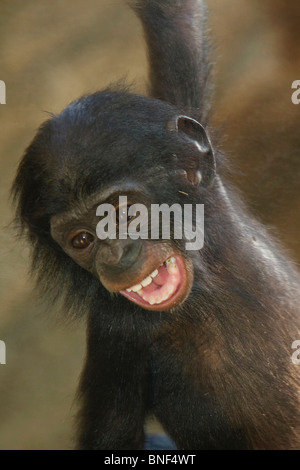 Juvenile Bonobo (Pan paniscus) with mouth wide open sticking out tongue ...