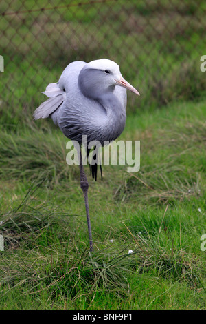 Blue crane, Anthropoides paradiseus, standing Stock Photo - Alamy
