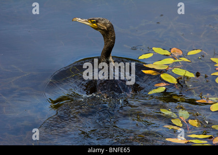 CORMORANT Phalacrocorax carbo Dorset Stock Photo - Alamy