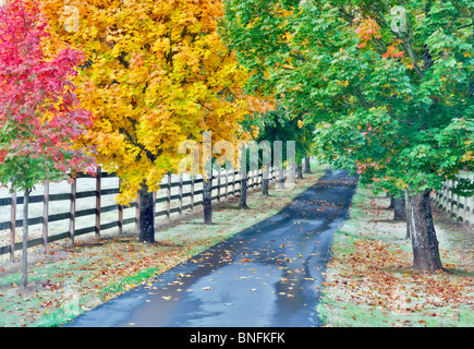Tree lined drive with fall color and fence. Tualatin, Oregon Stock ...