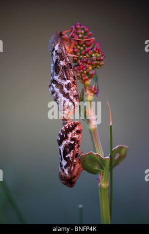 The map-winged swift moth Pharmacis fusconebulosa isolated on white ...