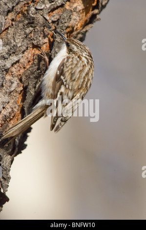 Brown Creeper (Certhia americana) Aves Stock Photo - Alamy