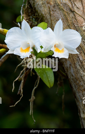 Orchid (Dendrobium infundibulum) in flower Stock Photo - Alamy