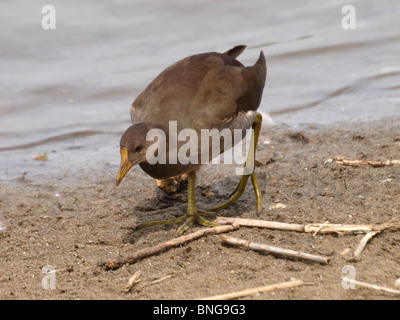 Juvenile Moorhen, Gallinula chloropus, UK Stock Photo - Alamy