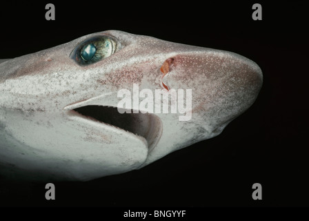 Fish of the Red sea. Red sea Moses sole Stock Photo - Alamy