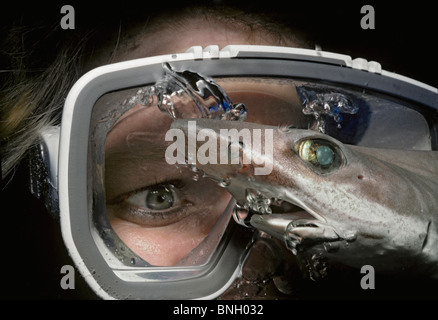 Bigeye Hound Shark (Iago omanensis), deep water shark, Gulf of Aqaba ...