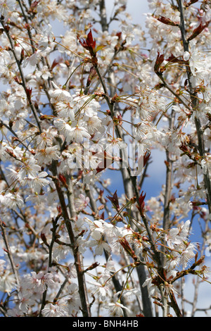 Japanese alpine cherry tree (Prunus nipponica 'Brillant', Prunus ...
