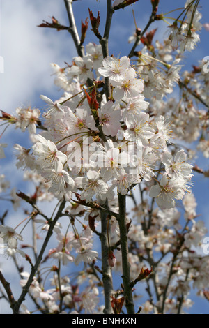 Japanese alpine cherry tree (Prunus nipponica 'Brillant', Prunus ...