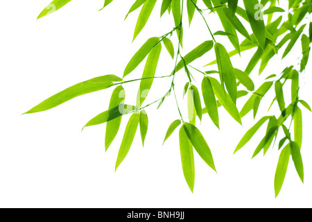 Green Bamboo leaves isolated on white background Stock Photo - Alamy