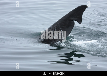 Dorsal fin of a Basking shark (Cetorhinus maximus) at the surface ...