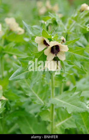 Black Henbane, Henbane (Hyoscyamus niger), part of plant showing leaves ...