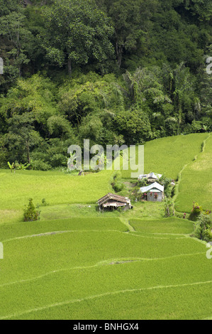 Rice terraces, Pacung, Bali, Indonesia, Asia Stock Photo - Alamy