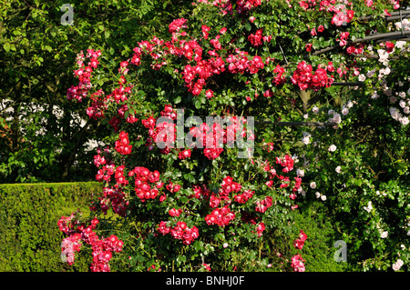 Climbing rose (Rosa Dortmund Stock Photo - Alamy