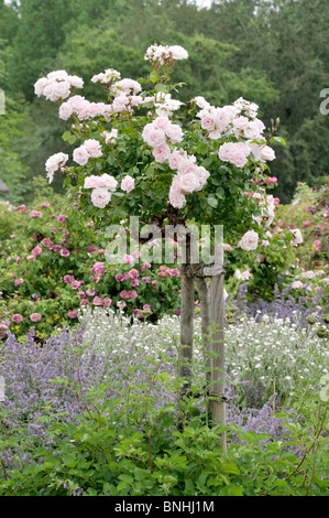 A White Dawn Climber rose Stock Photo - Alamy
