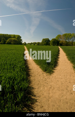 Two paths through Wheat field in English countryside near banks of ...