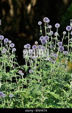 Blue Thistle (Echinops ritro) 'Veitch's Blue' in bloom Stock Photo - Alamy