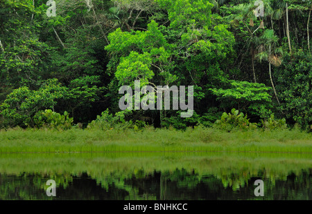 Ecuador Anangucocha Lake Laguna Napo Wildlife Center Yasuni National ...