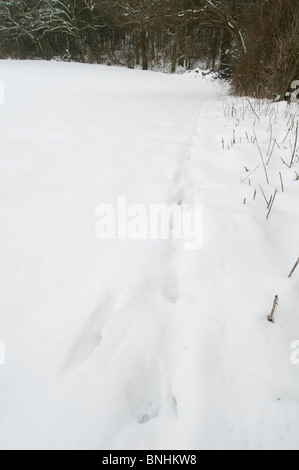 badger track in snow Stock Photo - Alamy