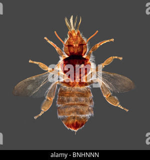 Honey bee (Apis mellifera) queen (white spot) and workers on hive Stock ...