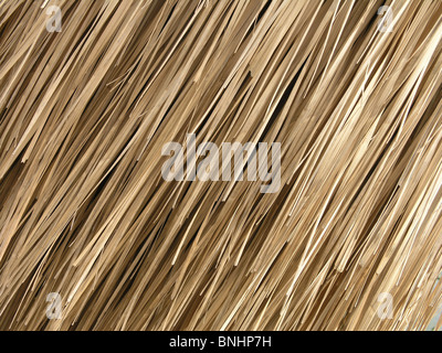 Bast fibres fibers plant plants detail close-up nature palm palms Stock ...
