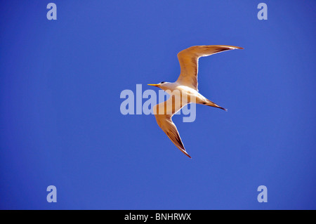Tern Sternidae Seabird Santa Lucia Greater St. Lucia Wetlands Park ...