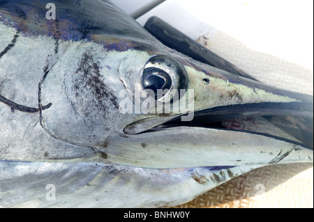 swordfish eye close up Stock Photo - Alamy