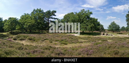 The Netherlands Holland Hunebed Gasteren dunes Vegatation trees heath ...