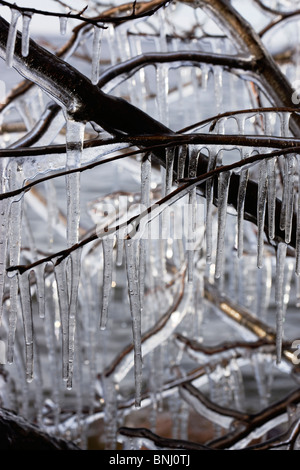 Trees Cold Eco ice Icicle Nature Season Water Winter Freeze Frozen ...