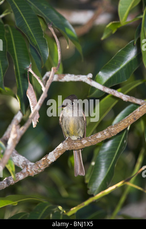 Cuban pewee (Contopus caribaeus) adult perched on branch of tree, Cuba ...