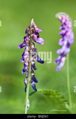 Violet flowering plant Tufted Vetch (Vicia cracca Stock Photo - Alamy