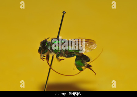 Israeli Insect collection of different species - insects collected in ...