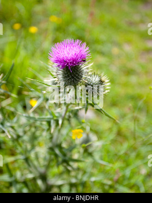 A green Bull Thistle with thorns Stock Photo - Alamy