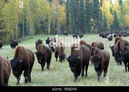 Wood Bison Bison bison athabascae Bisons Muskwa Mountains Muskwa ...