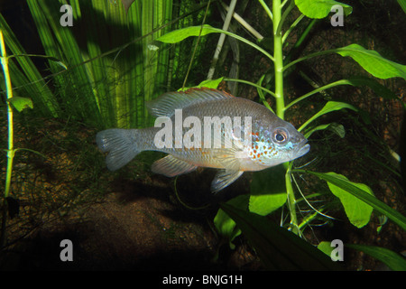 Orange spotted sunfish lepomis humilis Stock Photo - Alamy